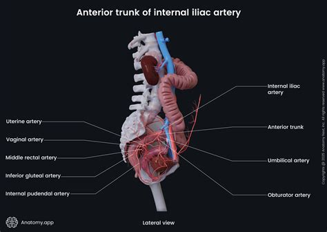 Internal Iliac Artery Anatomy App