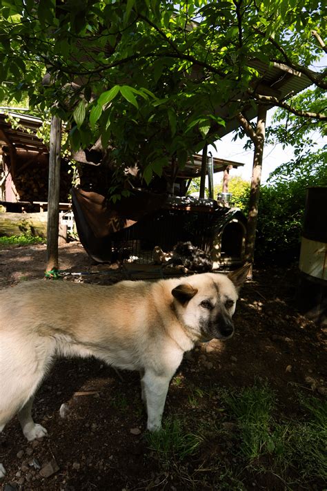 The Grass Garden Sigma