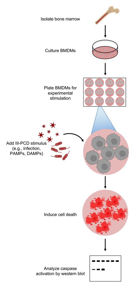 10x Tbst Recipe Cold Spring Harbor Bryont Blog