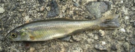 アブラハヤ 2015 05 01 Web魚図鑑