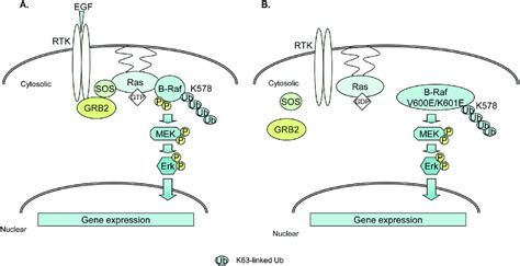 Working Models For The Role Of Lys63 Linked Polyubiquitination In Download Scientific Diagram