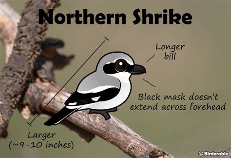 Loggerhead Vs Northern Shrike How To Tell Them Apart