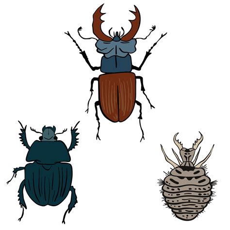 Sets Of Bettles Good For Graphic Design Resources 23111104 Vector Art