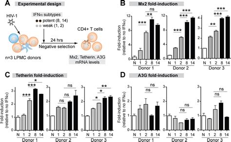 Correlation Between Isg Induction And Ifnα Subtype Antiviral
