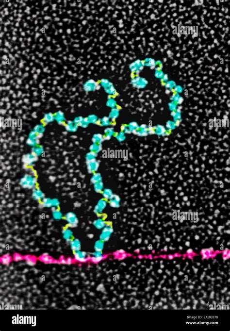 Transcription In E Coli Coloured Transmission Electron Micrograph Of Deoxyribonucleic Acid