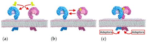 Schematic Representation Of The Lps Induced Dimerization Of The