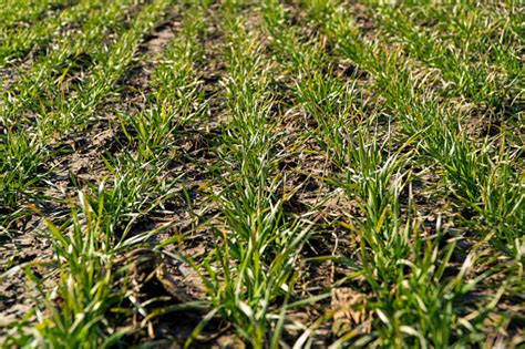 Kecambah Gandum Muda Atau Gandum Gandum Muda Tumbuh Di Ladang Baris