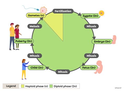 Haploid And Diploid Cells Advanced Concepts Secondaire Alloprof
