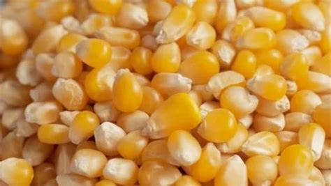 Hybrid Yellow Maize Packaging Type Pp Bag Packaging Size 50 Kg At