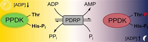 Detecting Phosphorylation Biocompare The Buyers Guide For Life Scientists