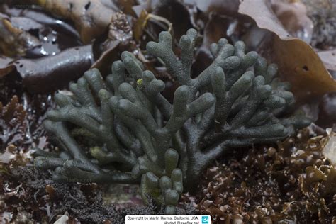 Codium Fragile