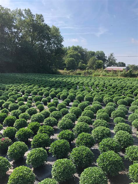 Fall Is On Its Way The Greenhouse Mum And Pumpkin Patch Facebook