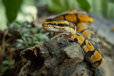 Ball Python Habitat In The Wild
