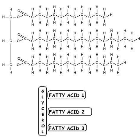 The Biochemical Structure Of Triglycerides Actual Structure Shown Download Scientific Diagram