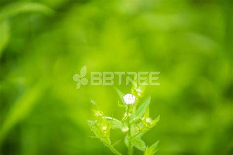 들판에 피어 있는 앙증맞은 야생화 감성 모모 사진 식물 꽃 야생화 화초 초록 자연 환경 연두 시골 들 들판 작은 앙증맞은 봄 여름 한국