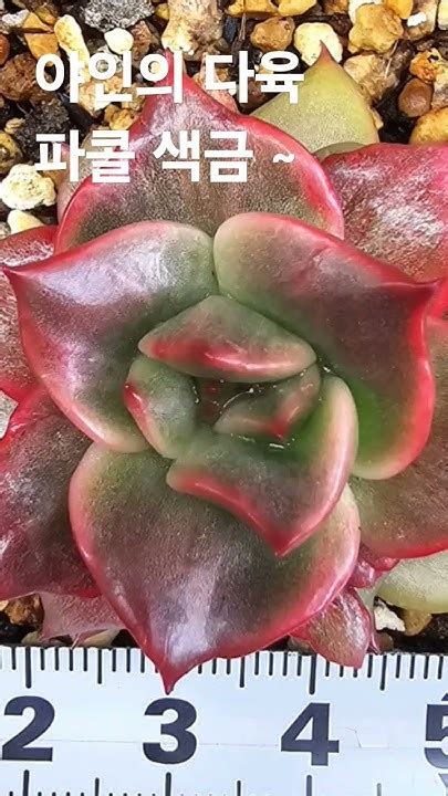 파콜 색금 고급지게 이쁘다 ~ 마이진 파종이 실생 다육 다유기 다육이 다육식물 반려식물 다육판매 다육이판매 다육이키우기 다육인스타그램 매혹이 청주