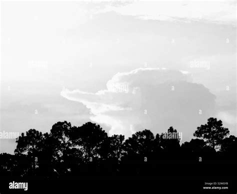 Black And White Trees Stock Photo Alamy