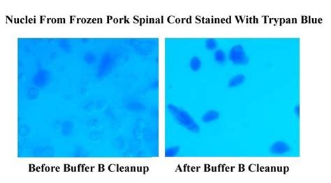 Bioetc Pte Ltd New Product Release Single Nucleus Isolation Kit