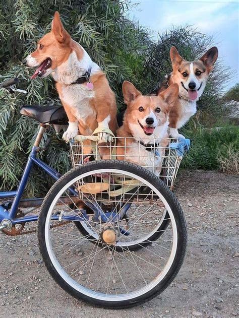 These Cute Corgis 🐶 Rcuteanimalstogether