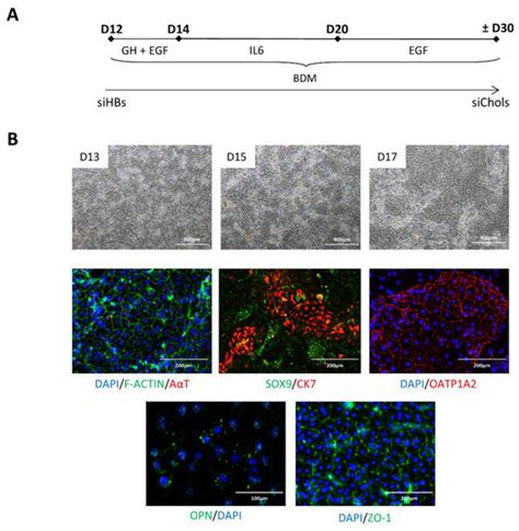 Ijms Free Full Text Successful Derivation Of Hepatoblasts