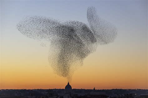 Søren Solkærs Enigmatic Images Seize Flocks Of Starlings In Night