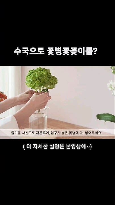 꽃린이도 꽃병꽃꽂이 예쁘게 하는 방법 플라워레슨shorts플라워클래스플로리스트florist꽃수업꽃레슨인테리어꽃