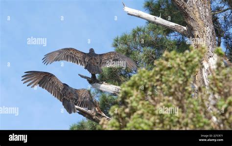 Turkey Vulture On Tree Scavenger Carnivorous Buzzard Waiting Hunting