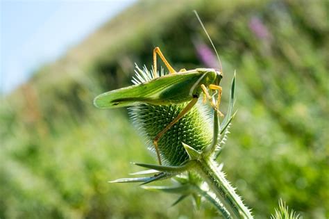 Premium Photo Grasshopper In Open Air On Nature Background