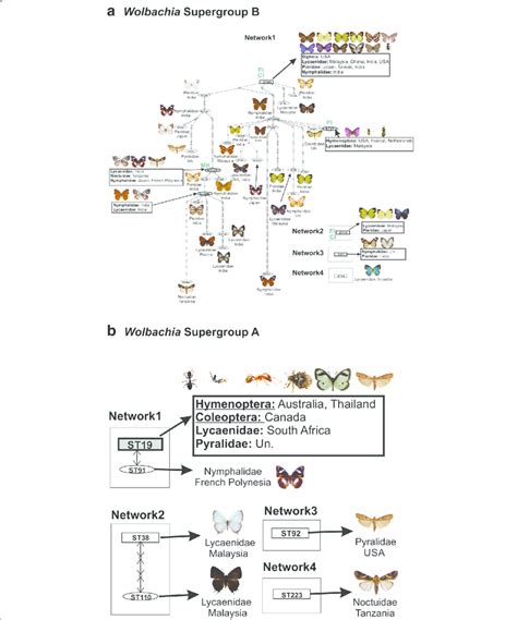 Statistical Parsimony Genetic Network Analysis 95 Confidence Limit