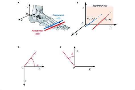 Definition Of The Mp Joint Parameters A The Anatomical Axis Blue