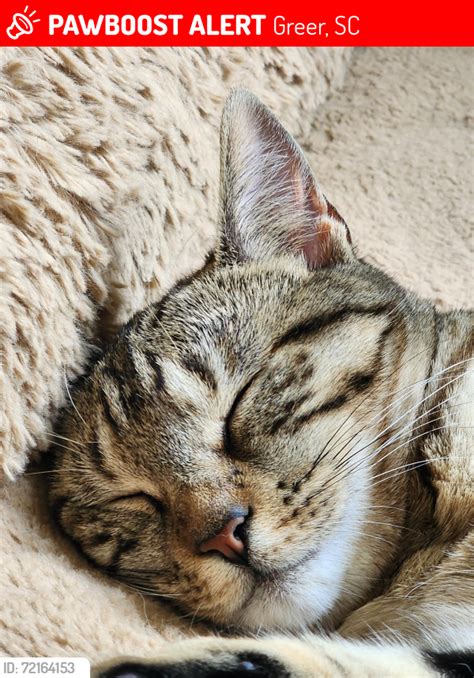 Greer Sc Lost Female Cat Berta Is Missing Pawboost