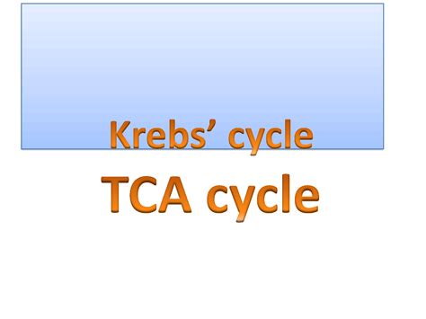 Krebs Cycle For Dummies Powerpoint