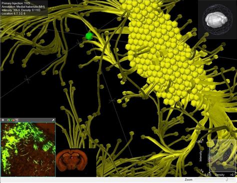 brain explorer 3d viewer allen mouse brain connectivity atlas allen