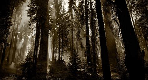 Обои темно деревья лес на рабочий стол