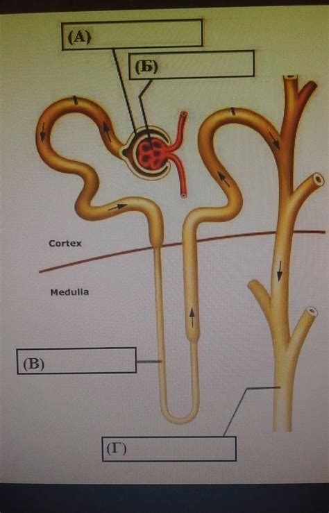 7 На рисунке изображено строение нефрона Подпишите рядом с буквами структурные Школьные