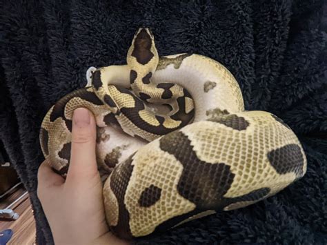 Sad Face Happy Face Rballpython