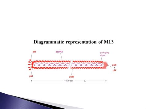 Phage Display Orginal Pdf