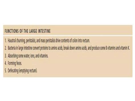 Digestive System Class 2 Physiology Pptx