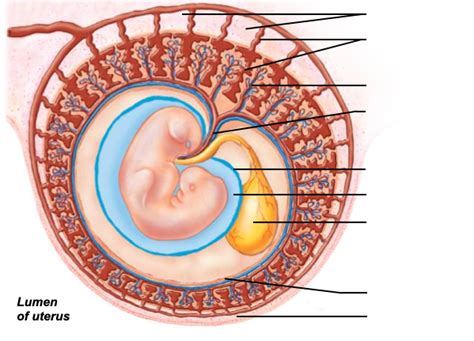 Ch 11 Embroyonic Development Diagram Quizlet