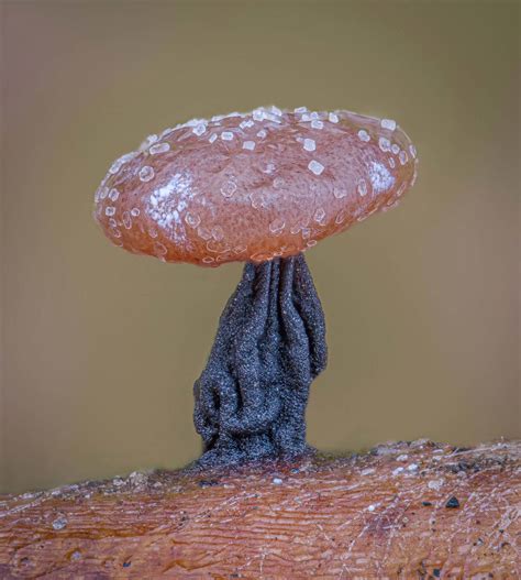 Slime Mold Didymium Clavus Nikon Small World