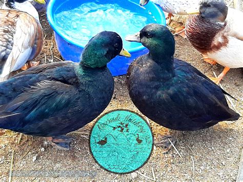 Self Black Call Duck Hatching Eggs Riverside Farms