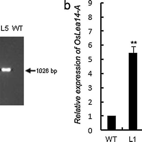 Confirmation And Oslea14 A Expression Analysis Of Positive Transgenic Download Scientific