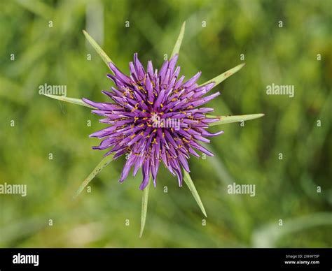 Tragopogon Porrifolius Common Name Include Purple Or Common Salsify