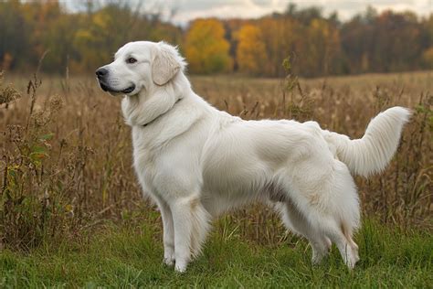How To Train A Great Pyrenees Smart Dog Learning