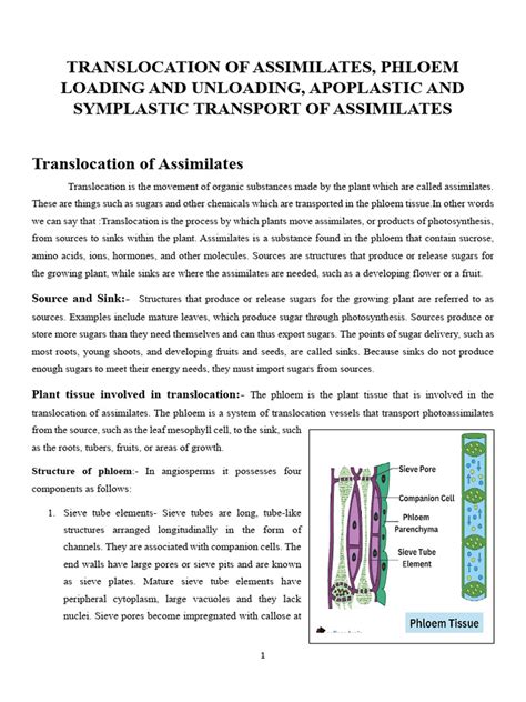 Unit 4 Phloem Loading And Unloading Pdf Morphology Biology Cell Biology