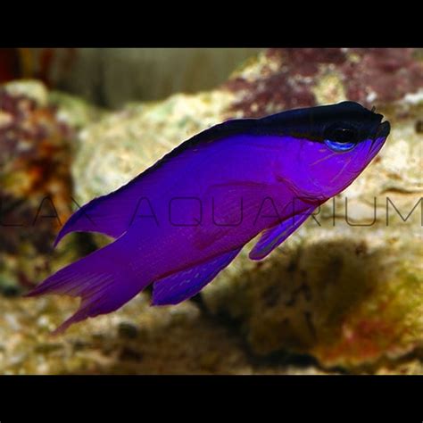 Basslet Aquarium Fish For Sale Laxaquarium