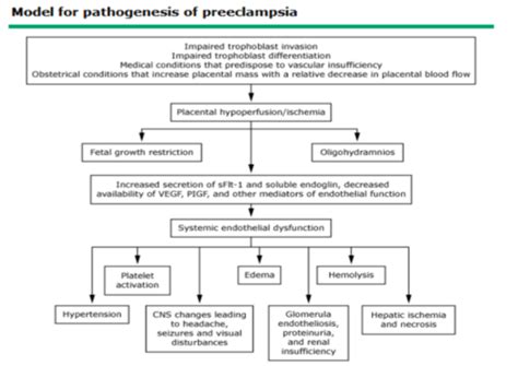Htn In Pregnancy Flashcards Quizlet