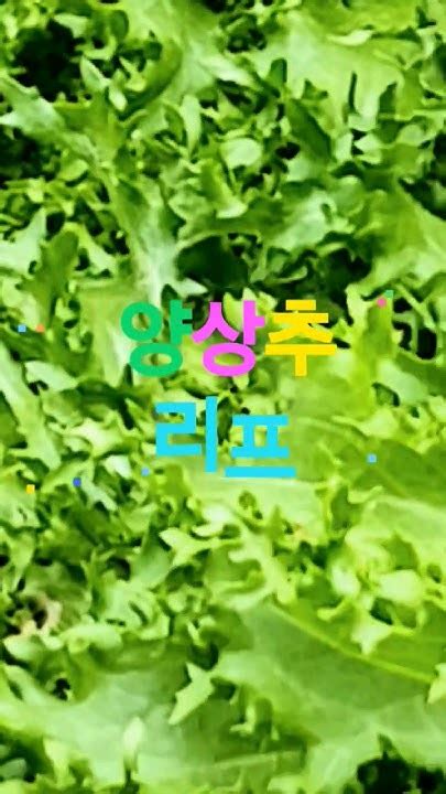 양상추 종류 다양해요 쌈채소로 주로 실내 수경재배 하지만 노지에서도 너무 잘 자라요 3월말~4월초 파종양상추 Youtube
