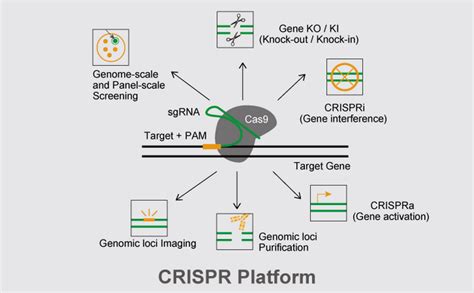 Crisprcas9 系统的结构组成？ 知乎