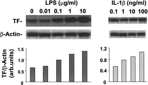 Regulation Of Tissue Factor Expression In Human Microvascular Endothelial Cells By Nitric Oxide